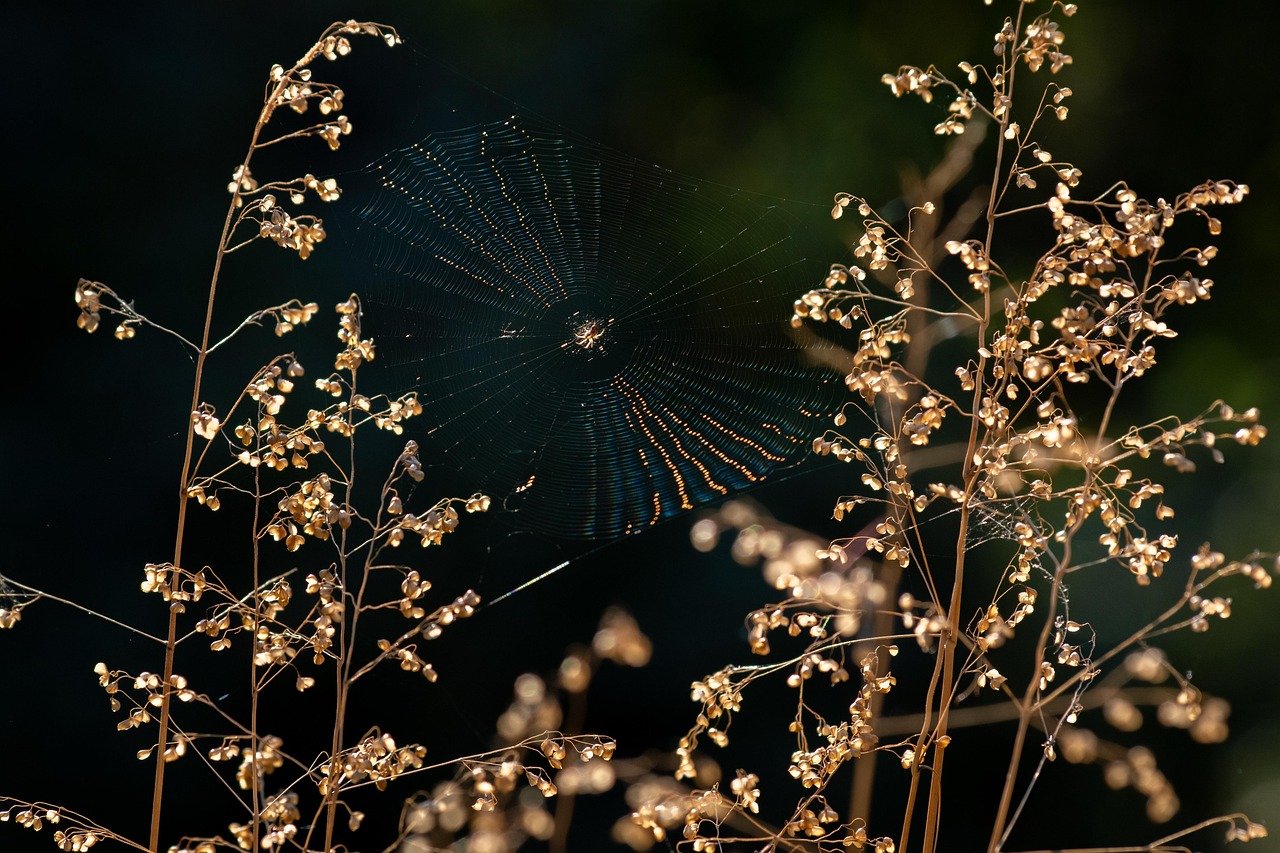 Spider Season in Victoria: Which Species Are Common and How to Keep ...